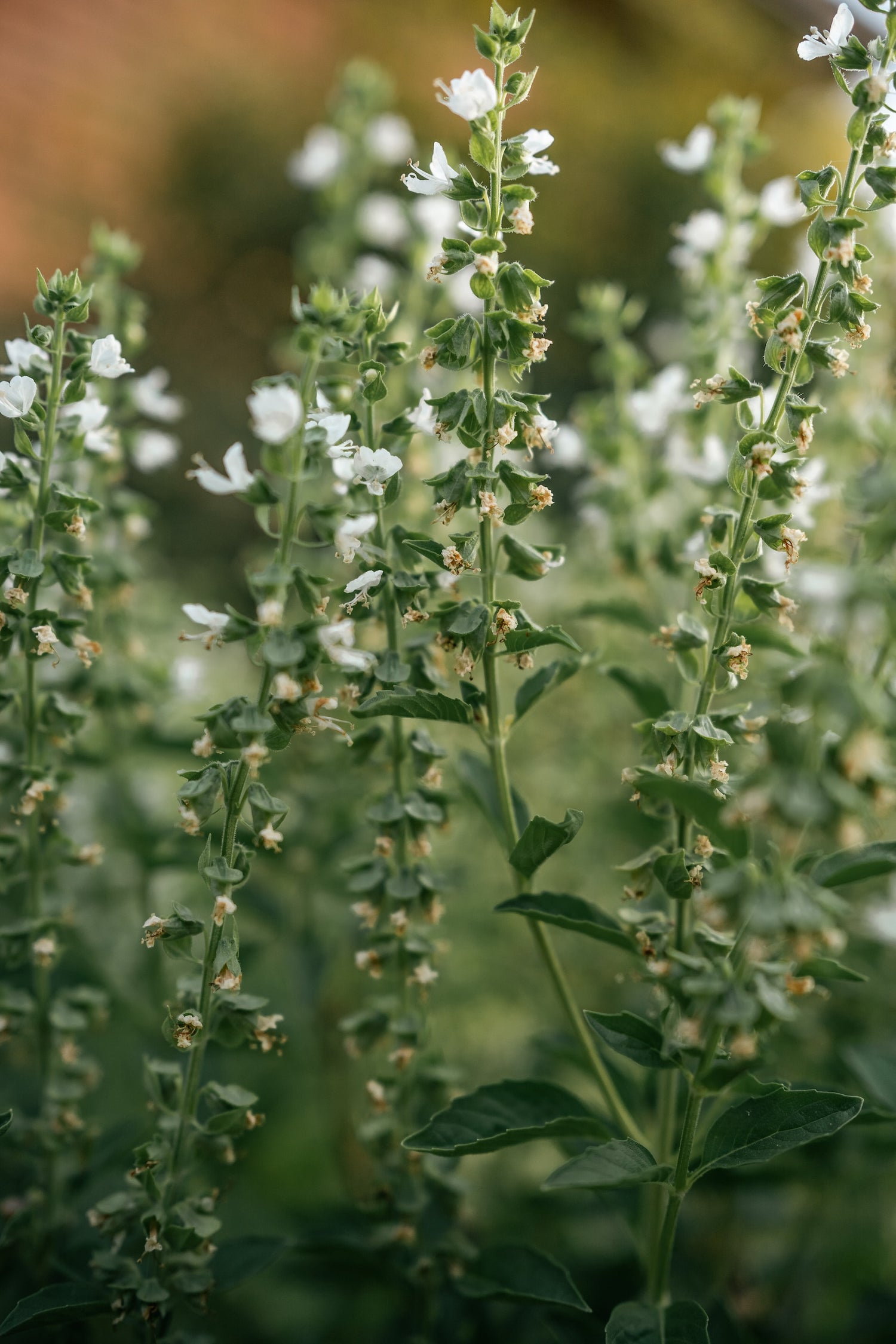 Understanding Plant Bolting and Strategies to Avoid it – Isla's Garden