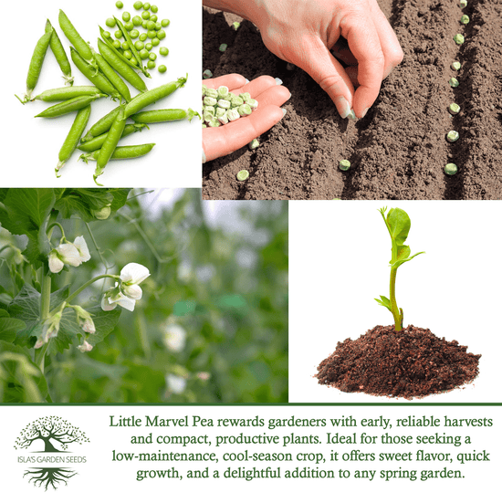 Little Marvel Pea | 50 Seeds/Pk – Isla's Garden