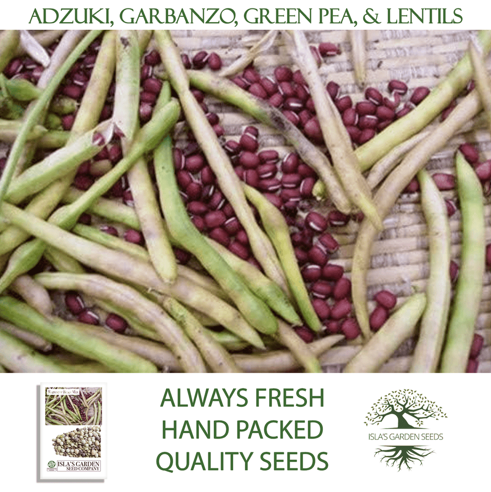 Rainbow Bean Sprouting Mix | 40 Seeds/Pk – Isla's Garden
