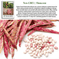 Taylor Dwarf Horticulture (Cranberry) Bean | 25 Seeds/Pk – Isla's Garden