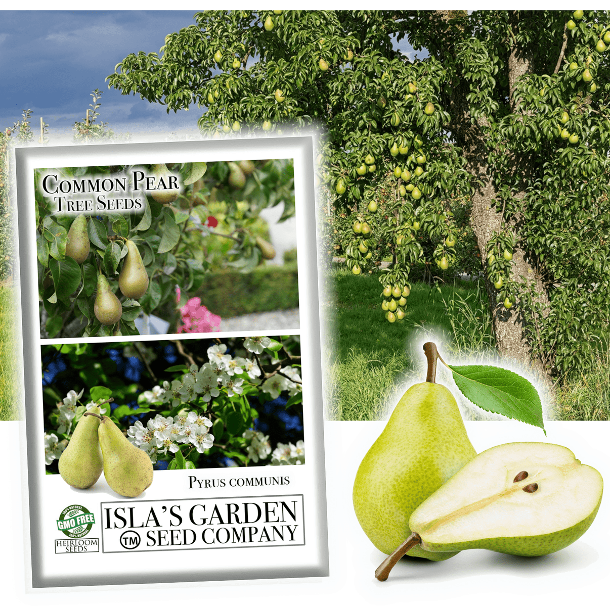Common Pear Tree Seeds, 30 Seeds Per Packet – Isla's Garden
