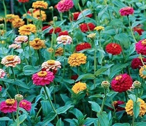 Zinnia Button Box Mix – Isla's Garden