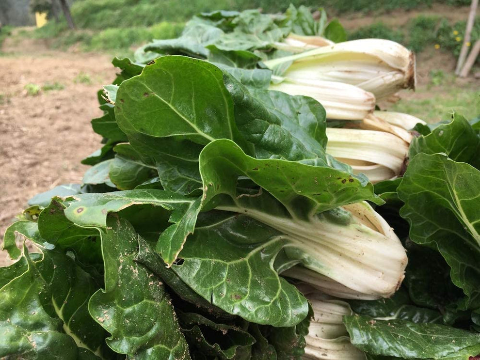 Silver Ice Swiss Chard – Isla's Garden