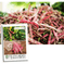 Taylor Dwarf Horticulture (Cranberry) Bush Bean Seeds, 25+ Heirloom Se ...