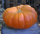 Cinderella Pumpkin Seeds, 10 Heirloom Seeds Per Packet, Non GMO Seeds ...