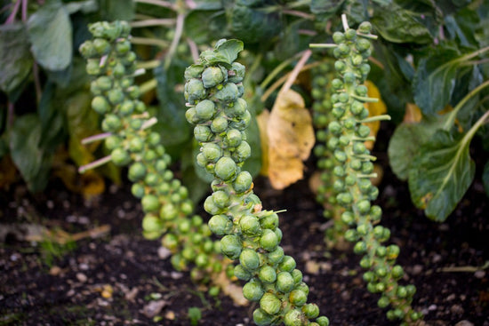 Long Island Improved Brussel Sprout Seeds, 200+ Heirloom Seeds Per Pac ...