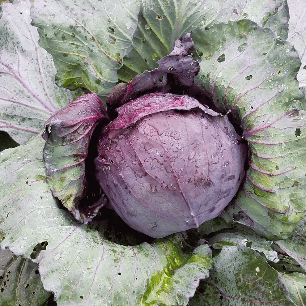 Red Acre Cabbage Seeds, 250 Heirloom Seeds Per Packet, Non GMO Seeds ...