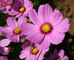 Cosmos Dwarf Pink, 750 Flower Seeds Per Packet – Isla's Garden