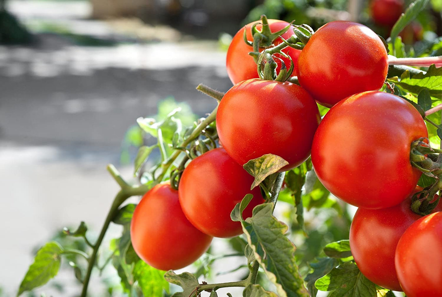 Marglobe Heirloom Tomato Seeds, 500 Seeds Per Packet, Non GMO Seeds ...