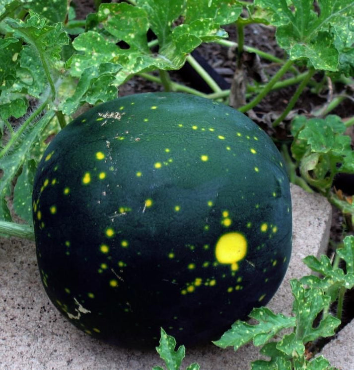 Moon & Stars Watermelon Seeds, 20+ Heirloom Seeds Per Packet, Non GMO ...